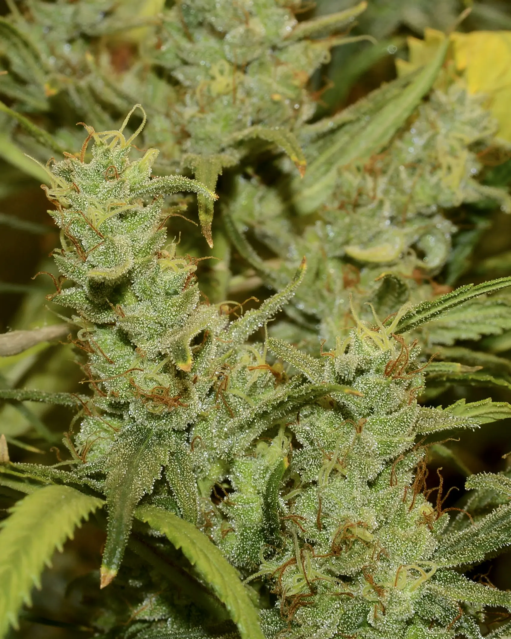 Sk1 x Haze rooted clones for Sale | Deep Ellum Seeds